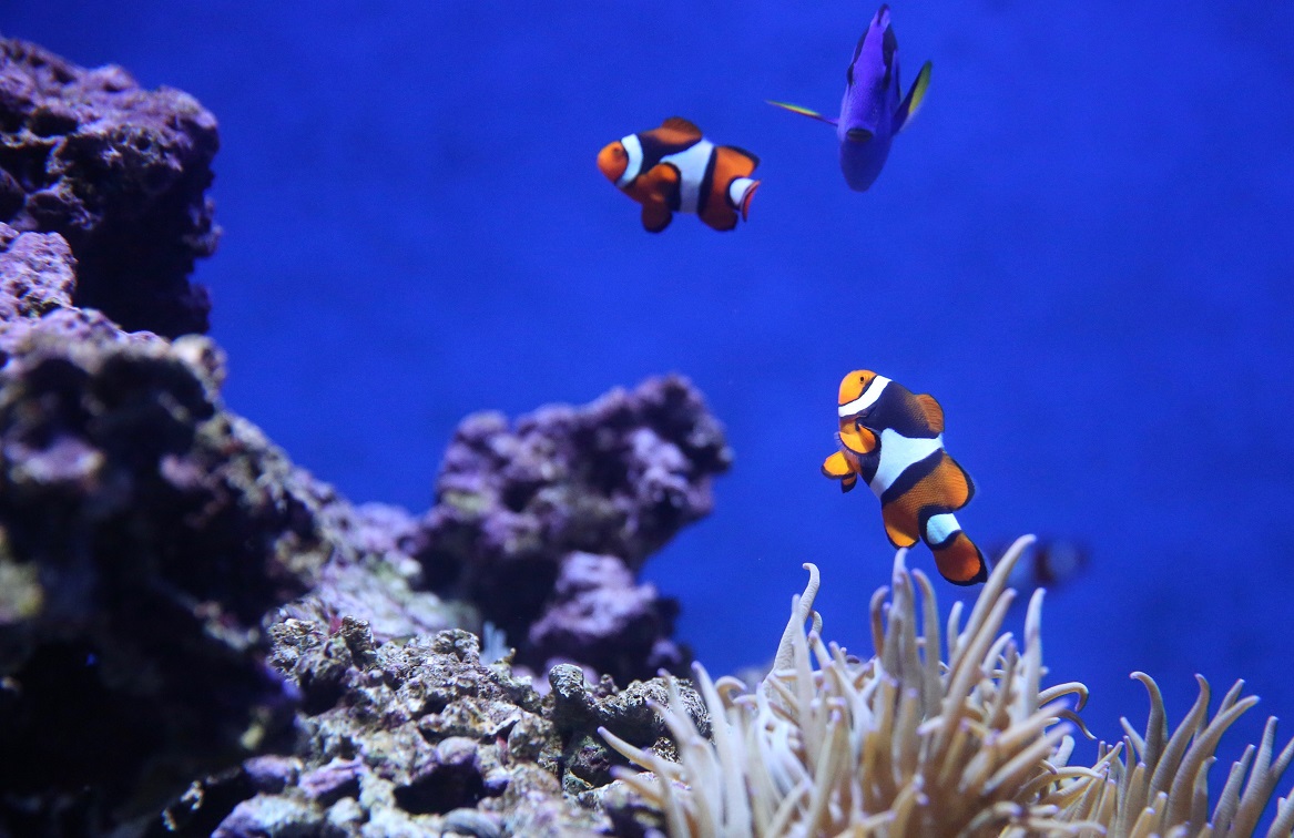 3 Parenting Lessons on Letting Go from Finding Nemo